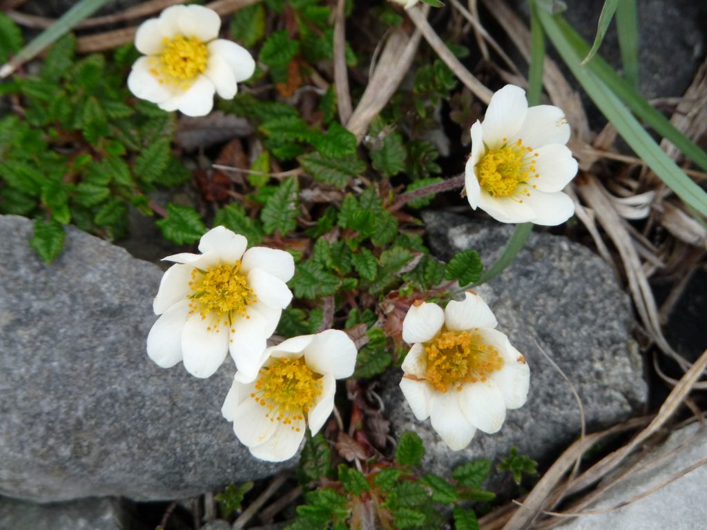 Common Plants of Nunavut by Caroline Goodwin – Cider Press Review